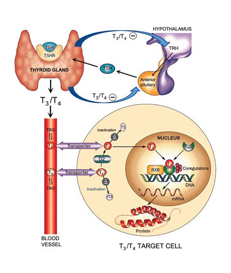 Thyroid Hormones Structure Secretions And Functions