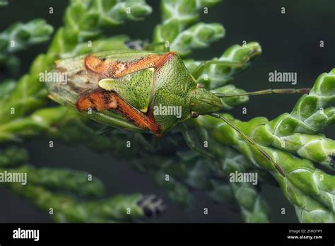 Juniper Shieldbug Cyphostethus Tristriatus Crawling On Cypress Branch Tipperary Ireland