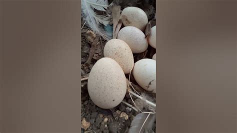 Napaka Daming Itlog Ng Pabo Shorts Youtube