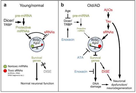 Toxic RNA Interference May Play Key Role In Alzheimer S