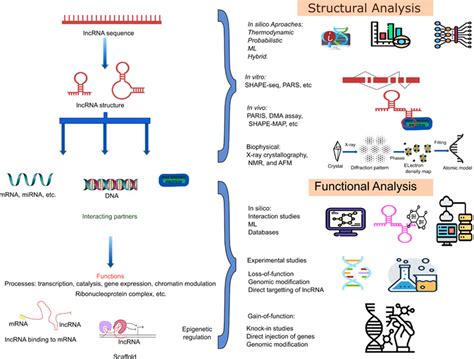 Structurefunction Relationship Of Long Noncoding Rnas Advances And Challenges Longkumer