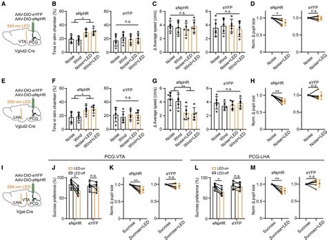 Glutamatergic And Gabaergic Neurons In Pontine Central Gray Mediate Opposing Valence Specific