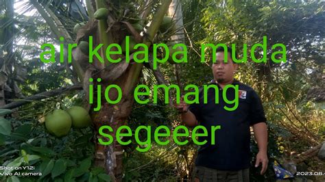 Kelapa Ijo Muda Banyak Manfaat Youtube