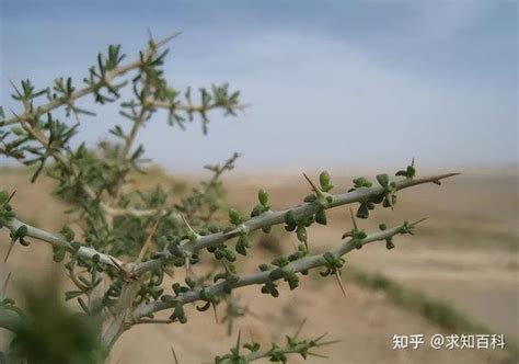 沙漠里的骆驼刺不可貌相，骆驼表示吃它够劲，人类看它浑身是宝 知乎