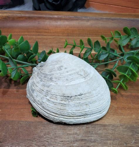 large clam shell fossil from ruck s pit fl fort drum crystal mine etsy