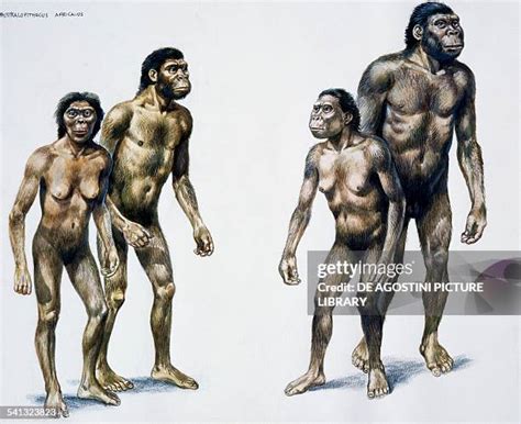 Australopithecus Robustus Body