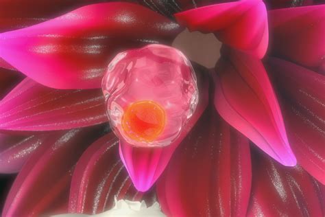 How To Use Ovulation Predictor Kits Opks To Track Fertility — Dr Brittany Jeffries Nd