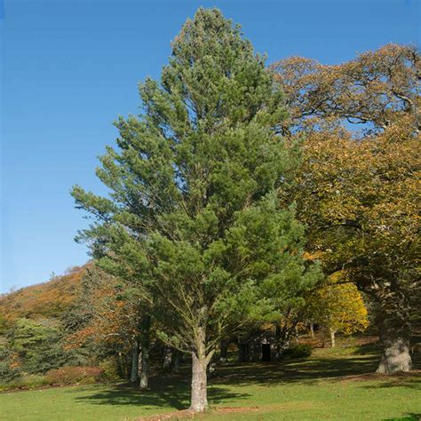 Eastern White Pine Trees For Sale