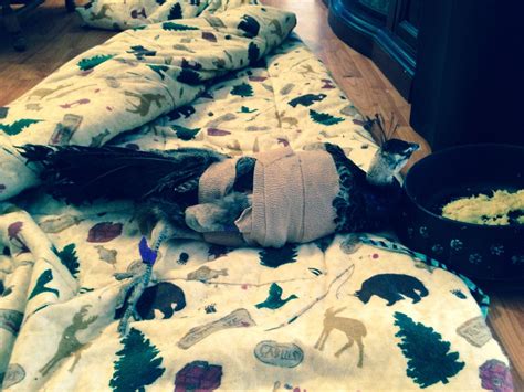 Slipped Tendon That Turned To Twisted Tibiamy Treatment Backyard