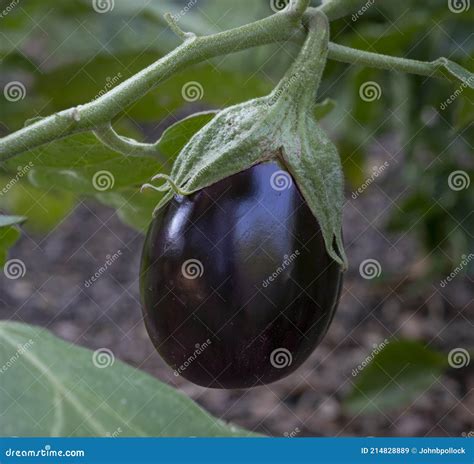 Immature Black Beauty Eggplant In Backyard Garden Stock Image Image