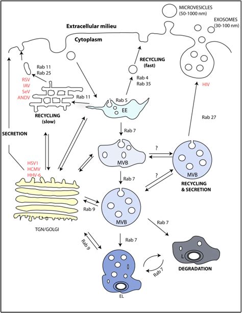 Exosome Biogenesis Regulation And Function In Viral Infection Exosome Rna