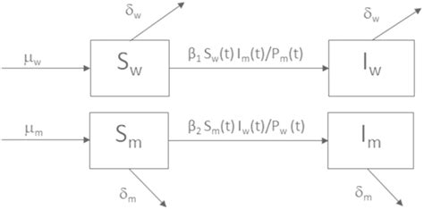 Epidemic Model Scheme For Women And Men Corresponding To The System Of Download Scientific