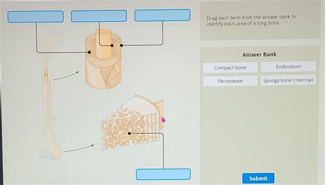 Solved Drag Each Term From The Answer Bank To Identify Each Chegg