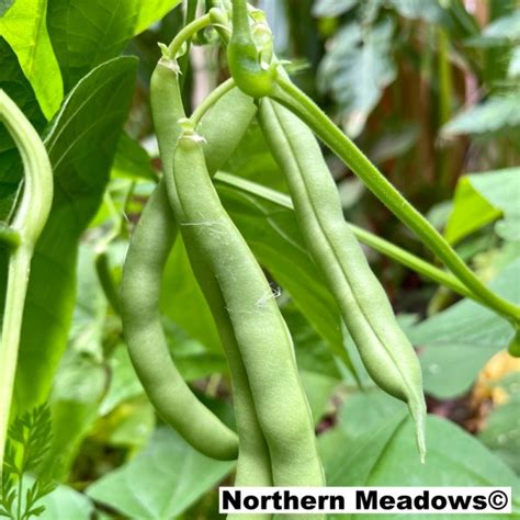 Stringless Green Pod Bean Northern Meadows
