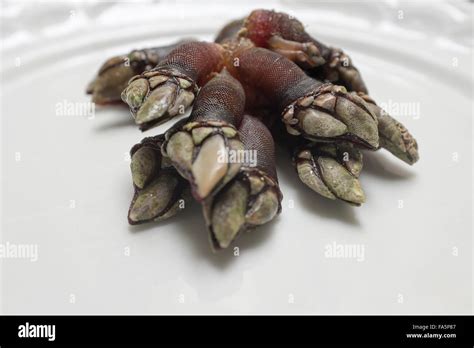 Percebes Or Goose Barnacles A Spanish Food Delicacy Especially In