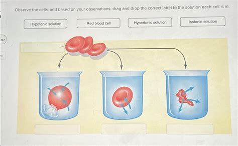 Solved Observe The Cells And Based On Your Observations Chegg Com