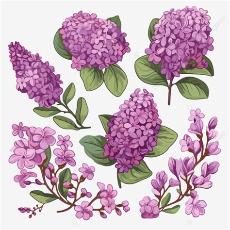 Lilacs Clipart Lila Flowers With Leaves And Flowers Vector Cartoon