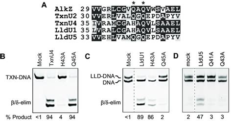 Mutational Analysis Of Excision Activity A Sequence Alignment Of The Download Scientific