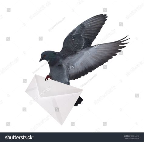 Pigeon Carrying Envelope Photos Images And Pictures Shutterstock