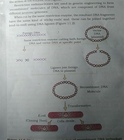 Restriction Endonucleases Are Used In Genetic Engineering To Form Recomb