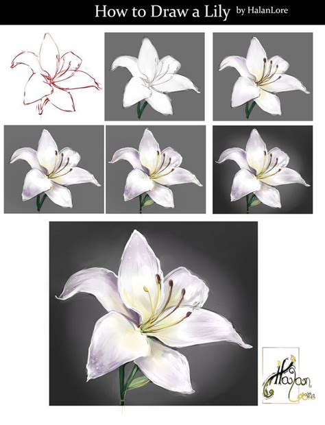 How To Draw A Lily By HalanLore Deviantart Com On DeviantArt Lilies Drawing Flower Drawing