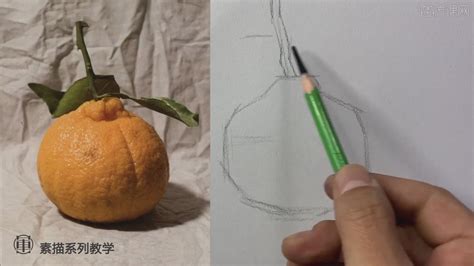 素描橘子单个 橘子素描单个 大山谷图库