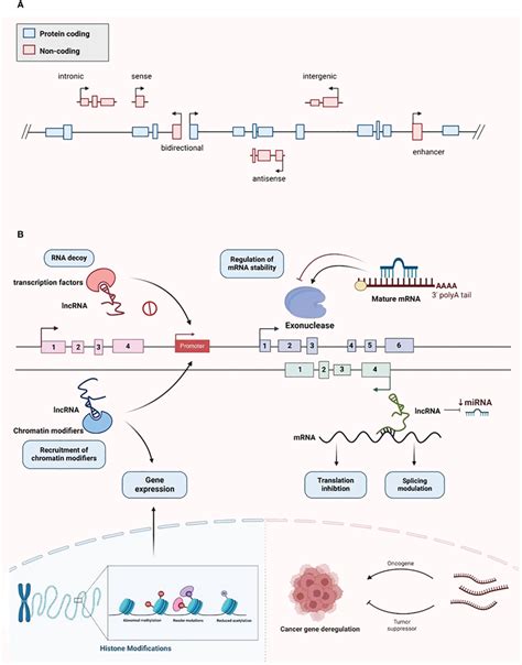 Classification And Biological Function Of Lncrna A Lncrna Is Divided