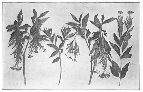 Figure 1 From Unusual Dichotomous Branching In Vernonia Semantic Scholar