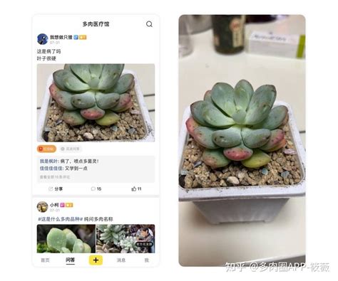 多肉度夏丨徒长、叶片上出现斑点、药锦，小贱来给你支两招~ 知乎