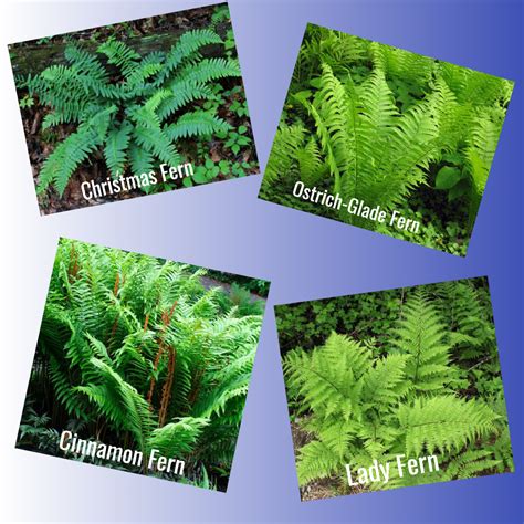 Names Of Ferns 20 Best Types Of Ferns To Beautify Your Garden