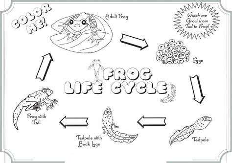 The Life Cycle Of Frog Coloring Books