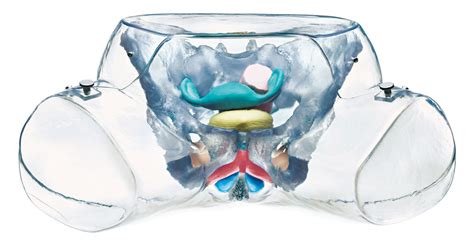 Transparent Model Of The Female Sexual Organs Adam Rouilly