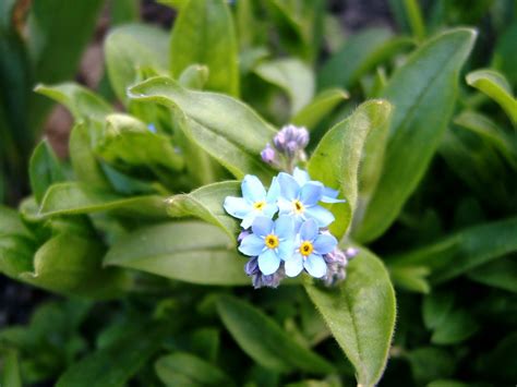 Frogspawn In My Pond What Do I Do The Fishroom