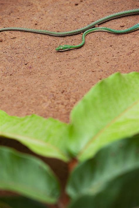 Green Snake License Image Lookphotos