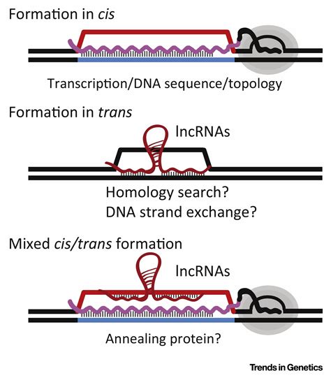 Nascent Connections R Loops And Chromatin Patterning Trends In Genetics