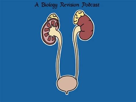 Excretion Igcse Gcse Worksheet Teaching Resources