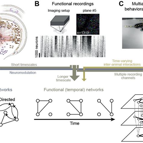 Network Descriptions Of Structural And Functional Data Capturing The
