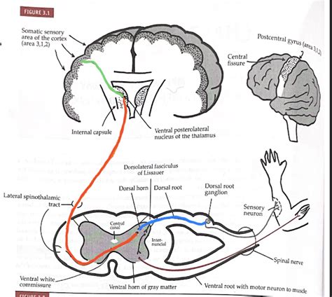 Lateral Spinothalamic Tract Diagram Quizlet