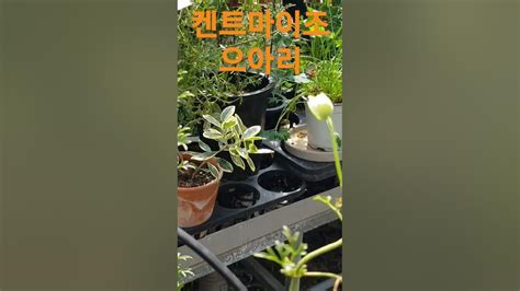 더그린가든센터 켄트마이조 상록으아리 Youtube