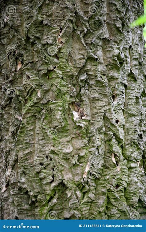 Bark Of Tree Tree Bark Background Nature Background Of Texture Tree Trunk Trunk Texture Stock