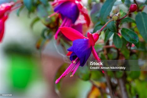 보라색 분홍색 자홍색 꽃 봉오리와 여름철 빗방울 매크로 사진 꽃 식물에 대한 스톡 사진 및 기타 이미지 꽃 식물 지황 0