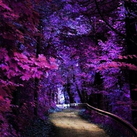 Purple Beautiful Tree Autumn Trees Landscape
