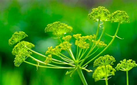 O Que é A Assafetida Madhu Ghee