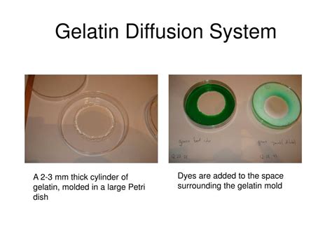 Ppt Gelatin Diffusion Experiment Powerpoint Presentation Free