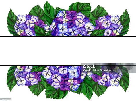 손으로 그린 수채화 프레임 꽃은 흰색 바탕에 보라색 수국을 그린다 인사말 카드 청첩장 생일 및 어머니의 날 카드를 위해 격리된 봄 꽃 식물 그림 개체 그룹에 대한 스톡 벡터