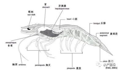 南美白对虾常用饲料原料的消化率研究进展 搜狐大视野 搜狐新闻