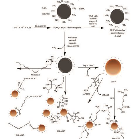 Synthesis Of Magnetic Nanoparticles Mnps Download Scientific Diagram