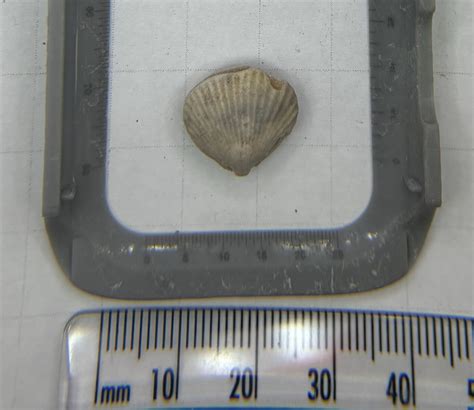 Bivalve Member Collections The Fossil Forum