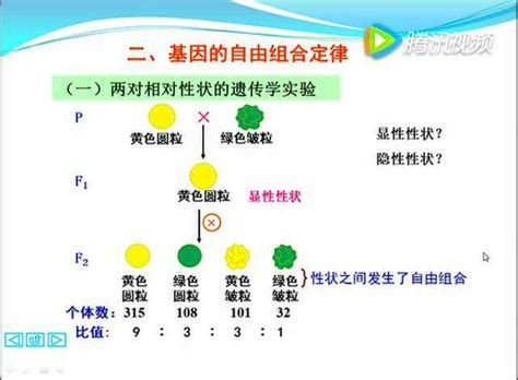 微课孟德尔自由组合定律理论部分 高清1080P在线观看平台 腾讯视频