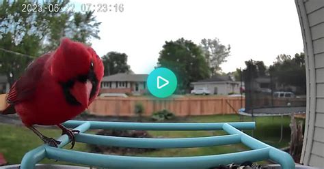 Red Northern Cardinal And Squirrel Caught On Our Bird Lover Smart